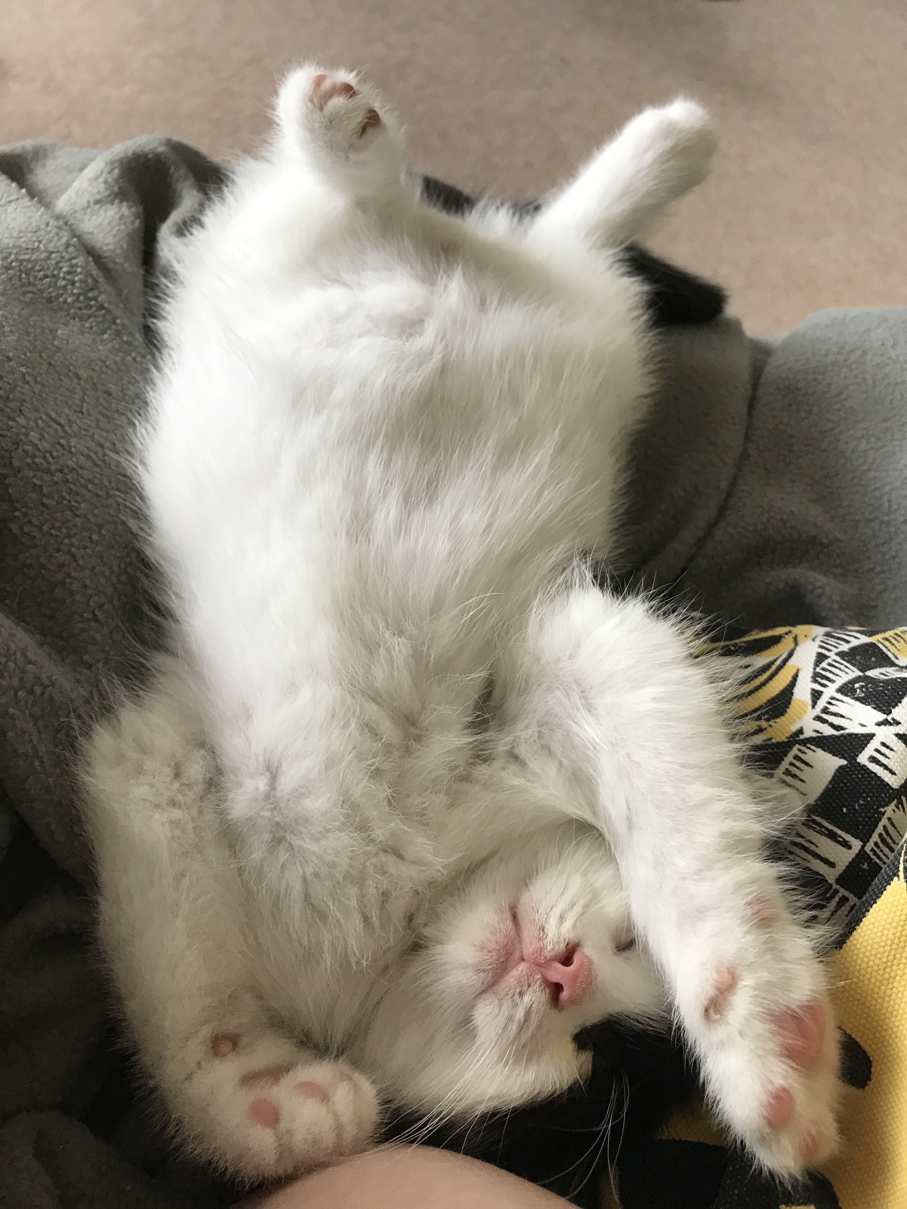 My first week as an academic cat | My Conversations